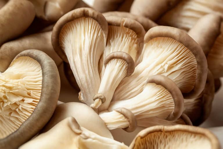 Top 10 Mushroom Substitutes (Best Alternatives for Flavor and Texture)