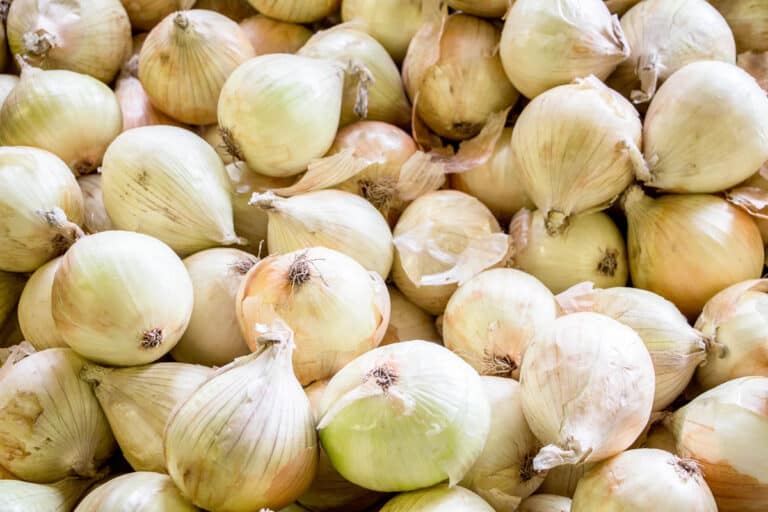 Best Onion Substitutes (What to Choose for Your Recipe)